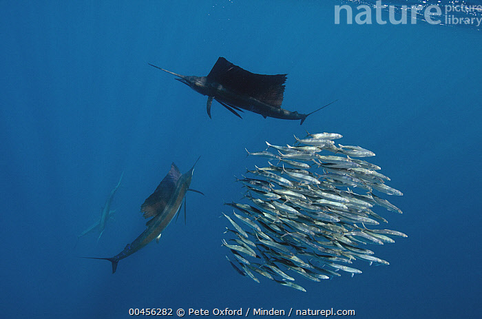 Stock photo of Atlantic Sailfish (Istiophorus albicans) pair hunting ...