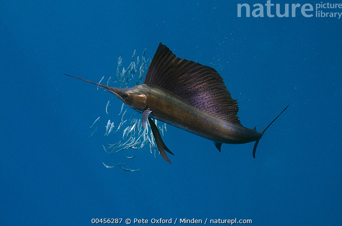 Stock photo of Atlantic Sailfish (Istiophorus albicans) hunting Round ...