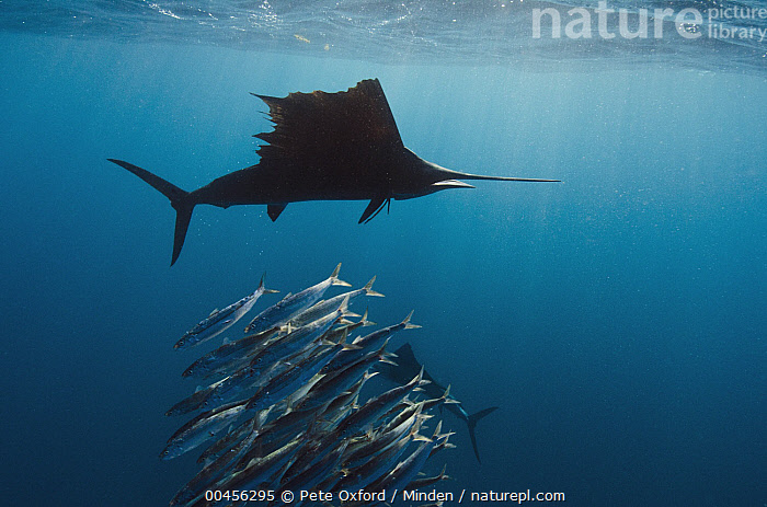 Stock photo of Atlantic Sailfish (Istiophorus albicans) hunting Round ...