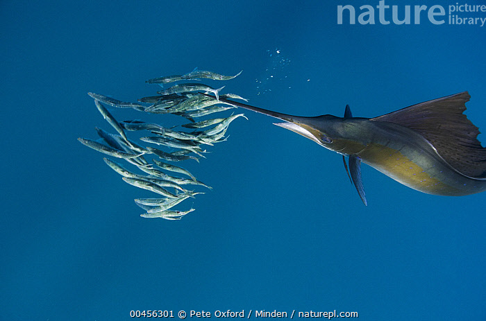 Stock photo of Atlantic Sailfish (Istiophorus albicans) hunting Round ...