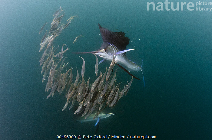 Stock photo of Atlantic Sailfish (Istiophorus albicans) hunting Round ...