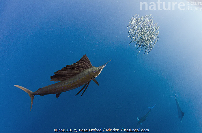 Stock photo of Atlantic Sailfish (Istiophorus albicans) hunting Round ...