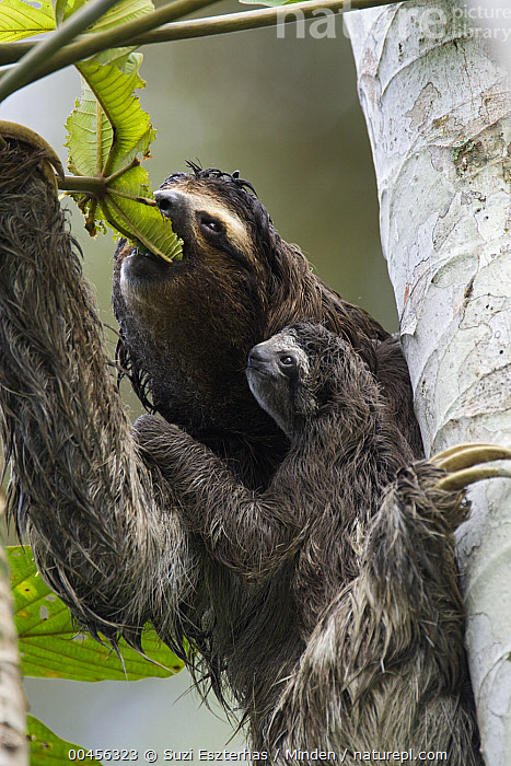 Stock photo of Brown-throated Three-toed Sloth (Bradypus variegatus ...
