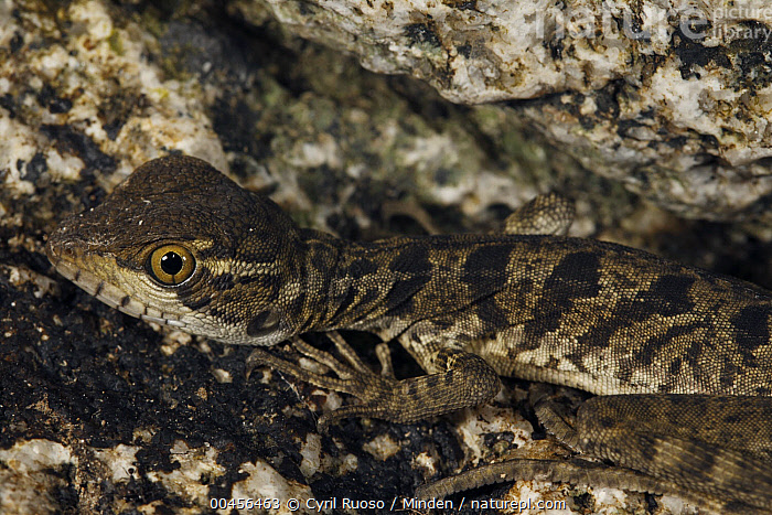 Stock photo of Jesus Christ Lizard (Basiliscus basiliscus) female ...