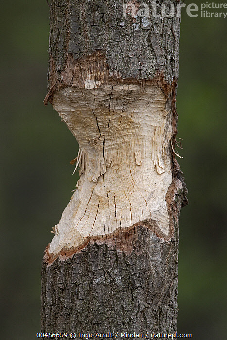 Stock photo of European Beaver (Castor fiber) marks left on tree trunk ...