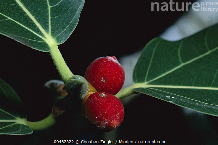 Stock photo of Fig (Ficus sp) fruit, Barro Colorado Island, Panama ...