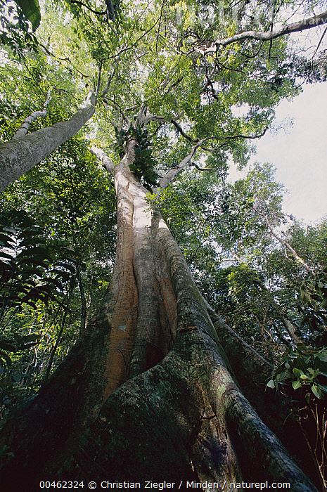 Stock photo of Fig (Ficus sp), Barro Colorado Island, Panama. Available ...