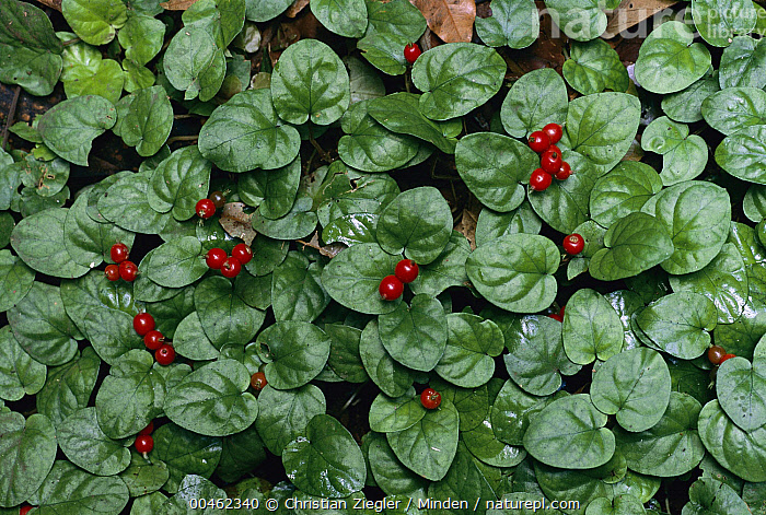 Stock photo of Madder (Geophila repens) fruiting, Barro Colorado Island ...