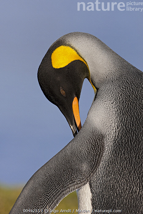 Stock photo of King Penguin (Aptenodytes patagonicus) preening, King ...
