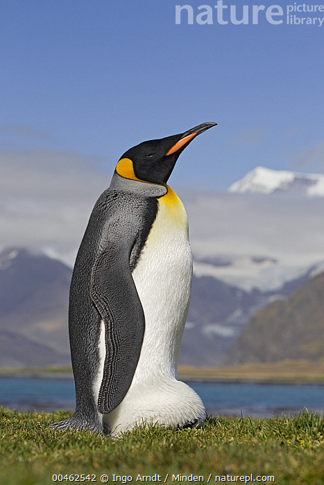 Stock photo of King Penguin (Aptenodytes patagonicus) incubating egg ...