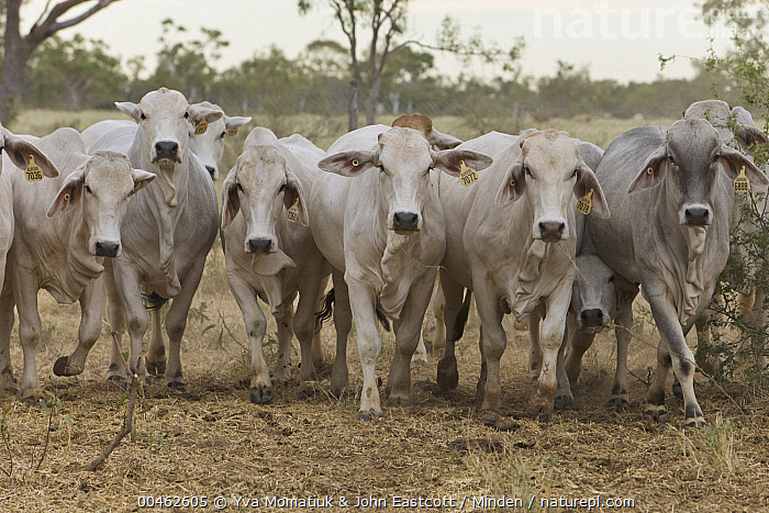 Stock photo of Brahma Cattle (Bos indicus) herd running, Queensland ...