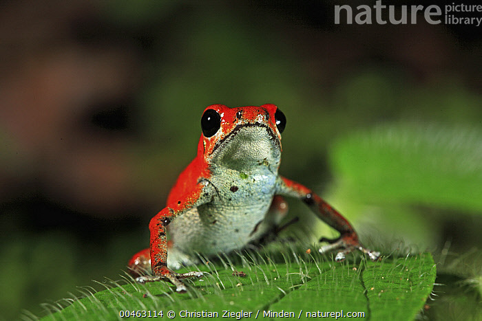 Stock photo of Strawberry Poison Dart Frog (Oophaga pumilio) red morph ...