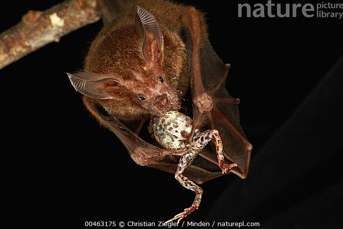 Stock photo of Fringe-lipped Bat (Trachops cirrhosus) feeding on frog ...