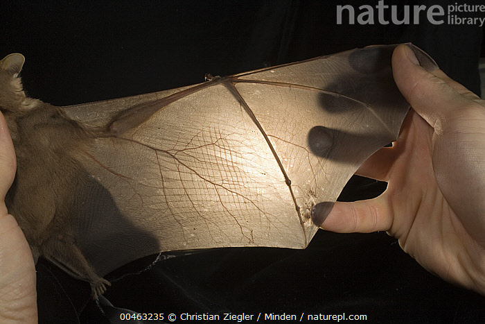 Stock photo of Leaf-nosed Bat (Phyllostomidae) wing, Smithsonian ...