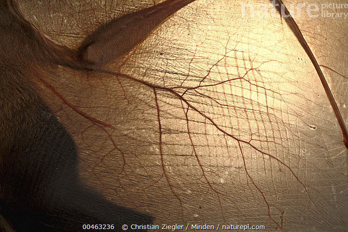 Stock photo of Leaf-nosed Bat (Phyllostomidae) wing showing veins ...