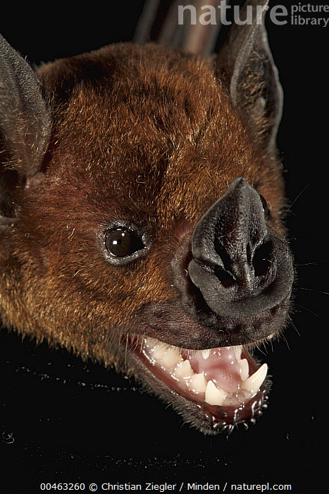 Stock photo of Greater Spear-nosed Bat (Phyllostomus hastatus) in ...