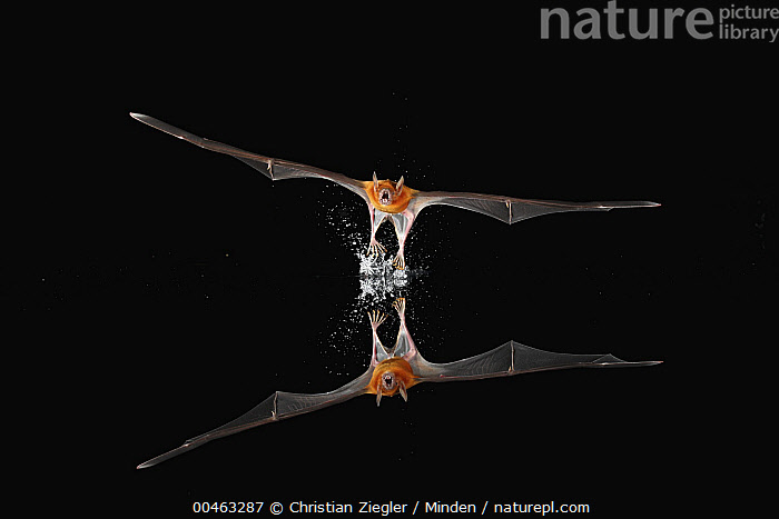 Stock photo of Greater Bulldog Bat (Noctilio leporinus) fishing ...