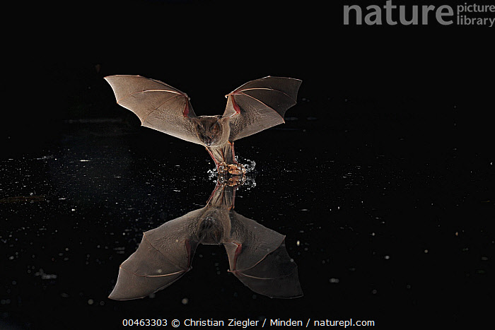 Stock photo of Long-legged Bat (Macrophyllum macrophyllum) flying over ...