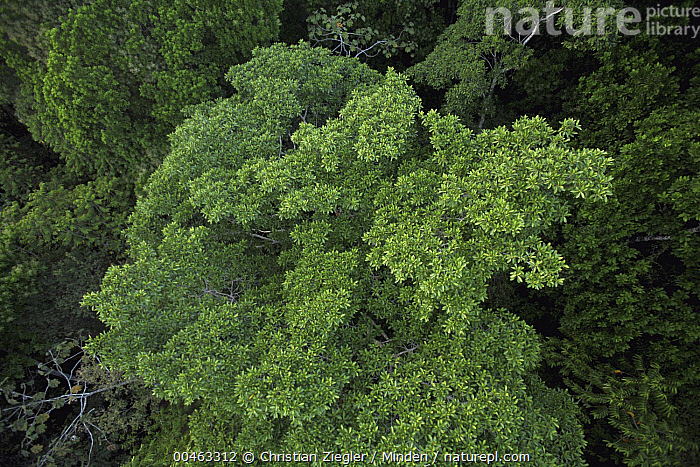 Stock photo of Fig (Ficus insipida) canopy, Panama City, Panama ...
