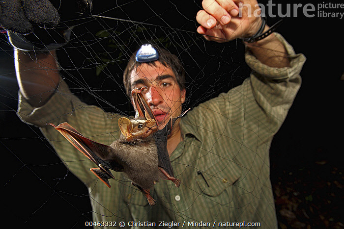 Stock photo of Bat researcher Sergio Estrada approaches a Great Stripe ...