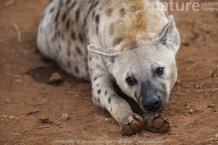 Stock photo of Spotted Hyena (Crocuta crocuta) scratching chin on leg ...