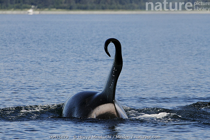 Stock photo of Orca (Orcinus orca) with flaccid dorsal fin, Prince ...