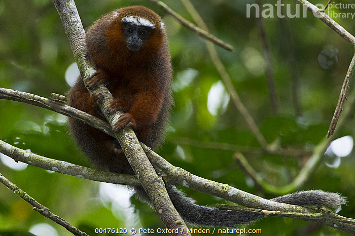 Stock photo of White-tailed Titi (Callicebus discolor) in tree, Yasuni ...