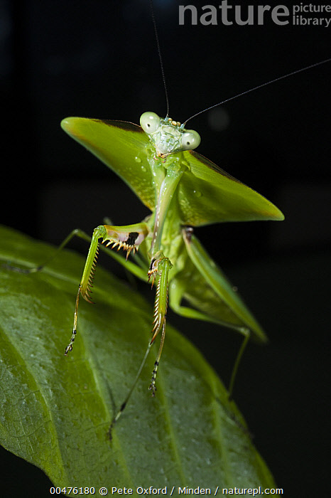 Stock photo of Peruvian Shield Mantis (Choeradodis rhombicollis) in ...