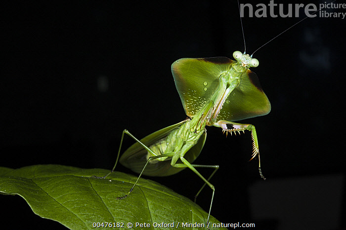 Stock photo of Peruvian Shield Mantis (Choeradodis rhombicollis) in ...