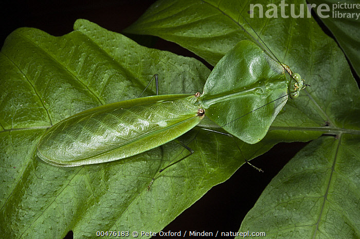 Stock photo of Peruvian Shield Mantis (Choeradodis rhombicollis ...