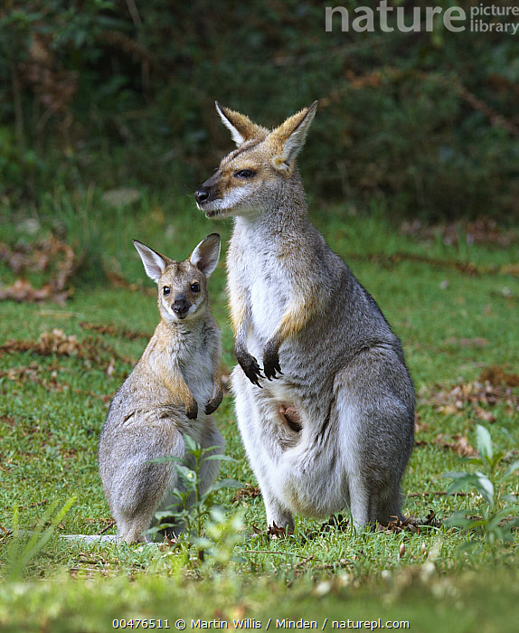 Stock photo of Red-necked Wallaby (Macropus rufogriseus) female and ...
