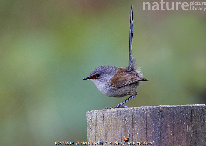 Stock photo of Red-winged Fairywren (Malurus elegans) female, Mount ...