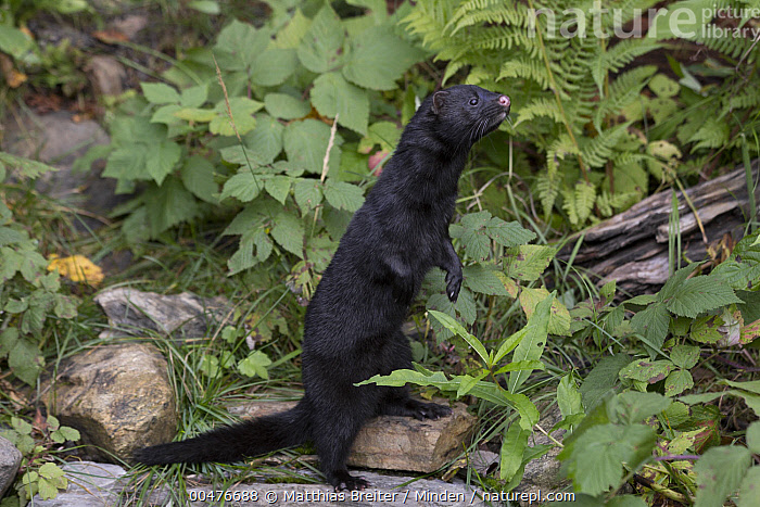 Stock photo of American Mink (Neovison vison) in dark winter coat ...
