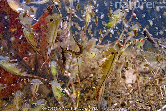Stock photo of Eastern Fairy Shrimp (Eubranchipus vernalis) in vernal ...