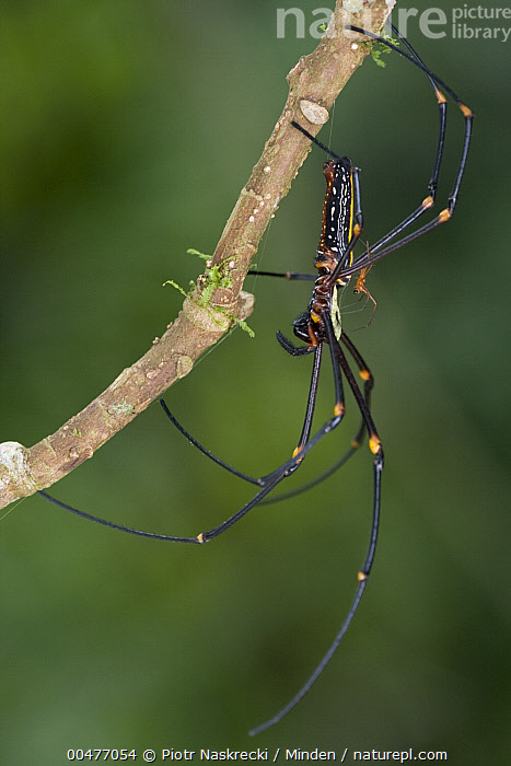 Nephila Maculata File:Nephila Maculata (Giant Wood Spider)
