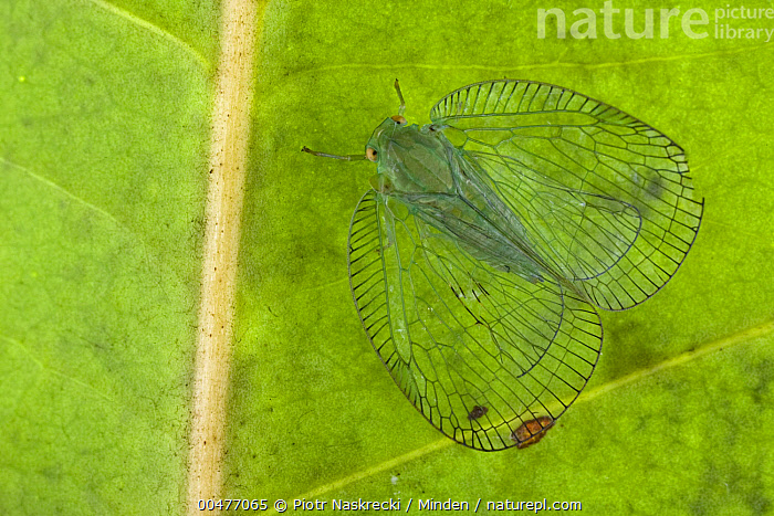 Stock photo of Planthopper (Ricaniidae) mimicking the veination of ...