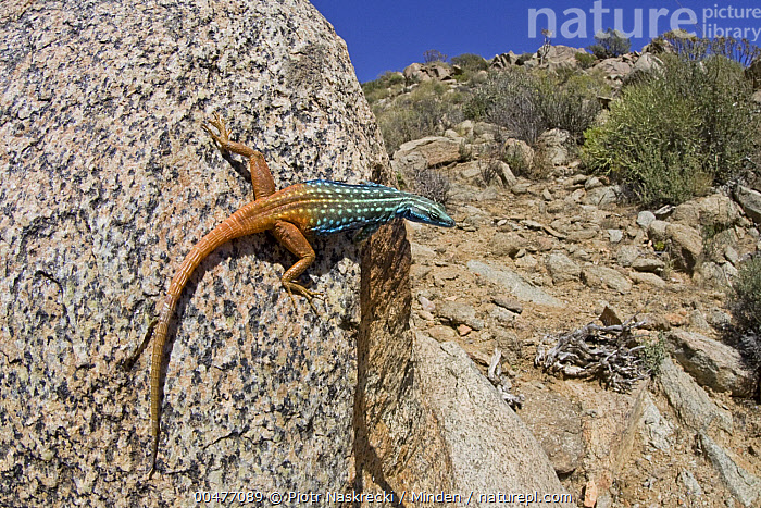 Stock photo of Cape Flat Lizard (Platysaurus capensis) male basking ...