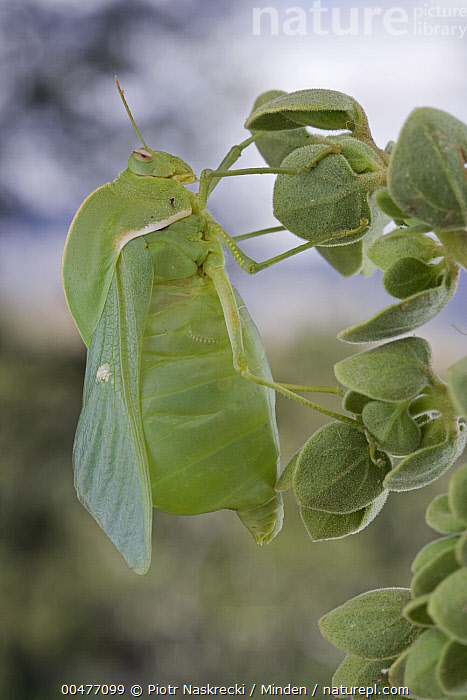 Stock photo of Bladder Grasshopper (Pneumoridae), South Africa ...
