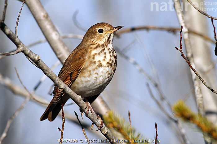 Stock photo of Hermit Thrush (Catharus guttatus), Nova Scotia, Canada ...