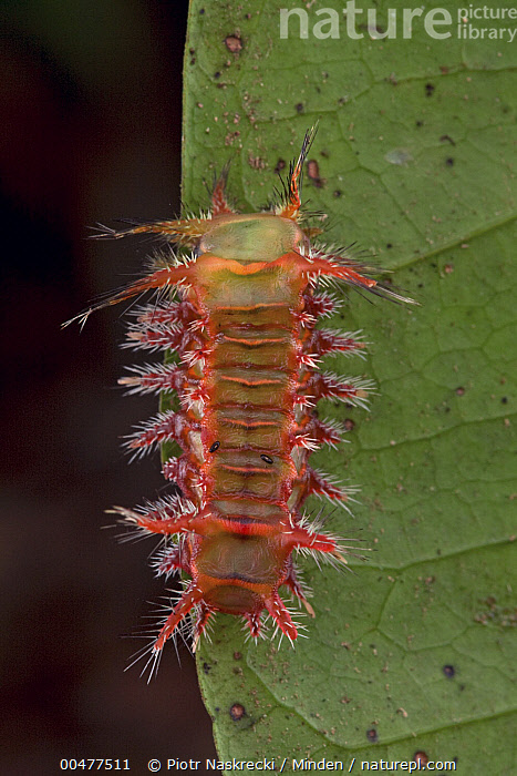 Stock photo of Cup Moth (Limacodidae) aposematically colored ...