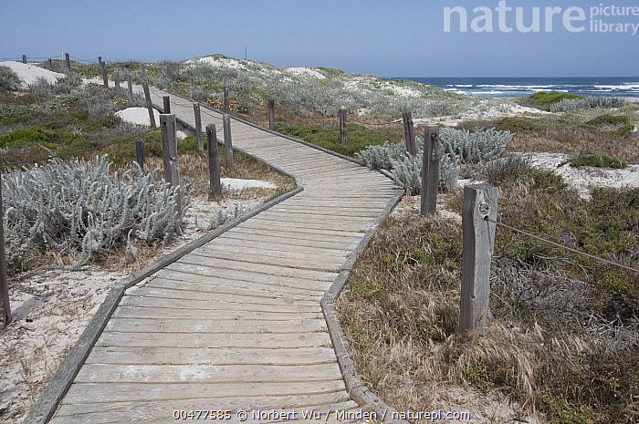 Stock photo of Boardwalk through coastal dunes, Asilomar State Beach ...