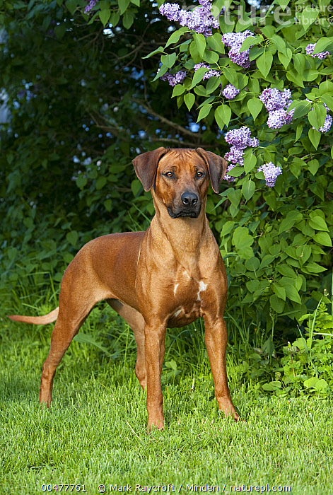 Stock photo of Rhodesian Ridgeback (Canis familiaris) female. Available ...