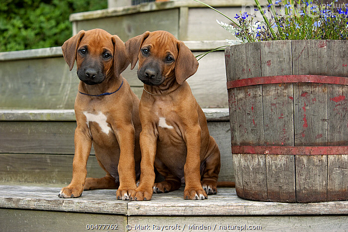 Stock photo of Rhodesian Ridgeback (Canis familiaris) puppies ...