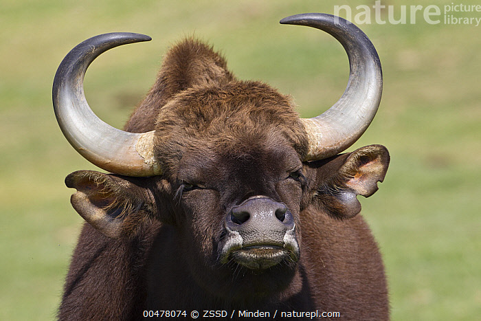 Stock photo of Indian Gaur (Bos frontalis) male, native to Asia ...