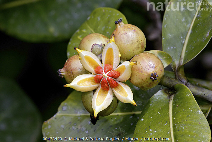 Stock photo of St. John's-wort (Clusiaceae) fruit, one of them open exposing seeds…. Available ...