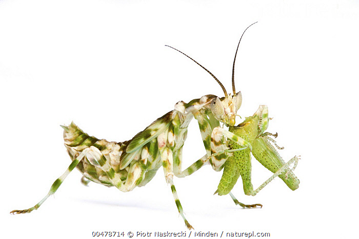 Stock photo of Mantid (Harpagomantis tricolor) feeding on prey, Silaka ...