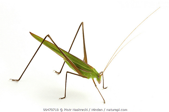 Stock photo of Katydid (Tylopsis rubrescens), Fort Fordyce Nature ...