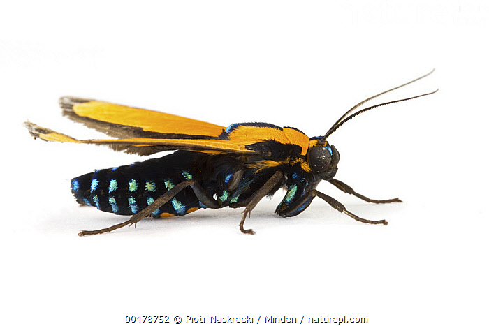 Stock photo of Scape Moth (Ctenuchidae), Tapanti National Park, Cartago ...