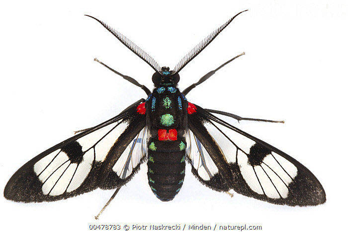 Stock photo of Scape Moth (Ctenuchidae), Barbilla National Park, Costa ...