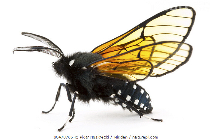 Stock photo of Scape Moth (Ctenuchidae), Cartago, Costa Rica. Available ...